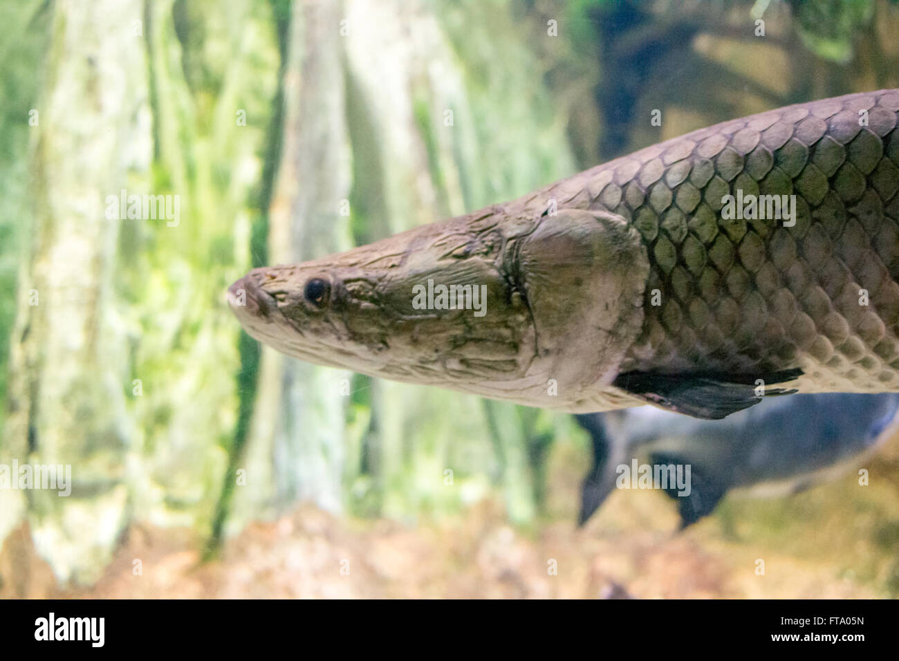 underwater below sea fish water animal reef climate Stock Photo - Alamy
