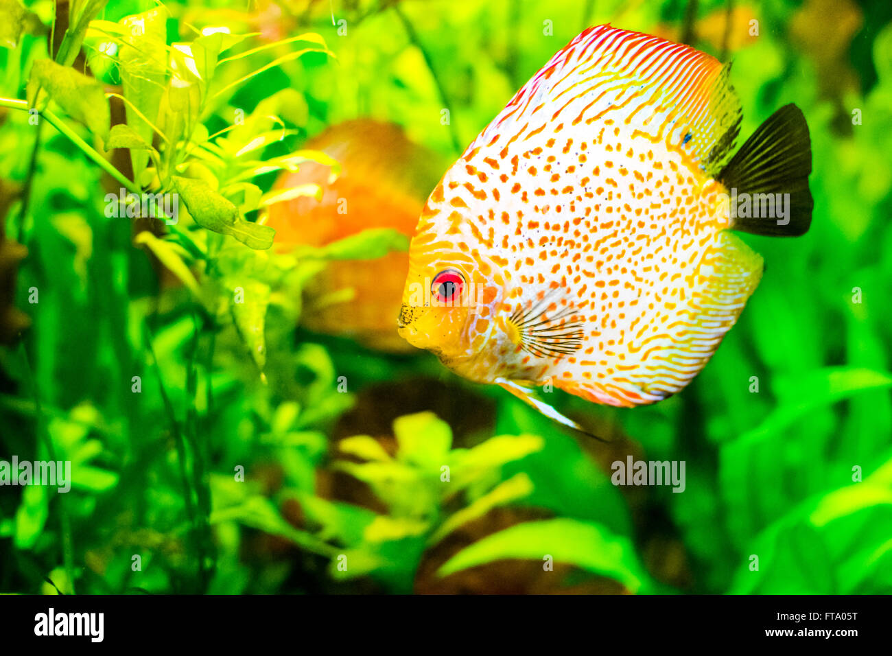 underwater below sea fish water animal reef climate Stock Photo - Alamy