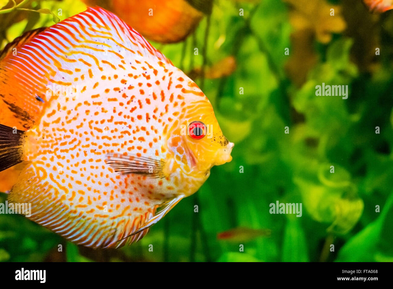 underwater below sea fish water animal reef climate Stock Photo - Alamy