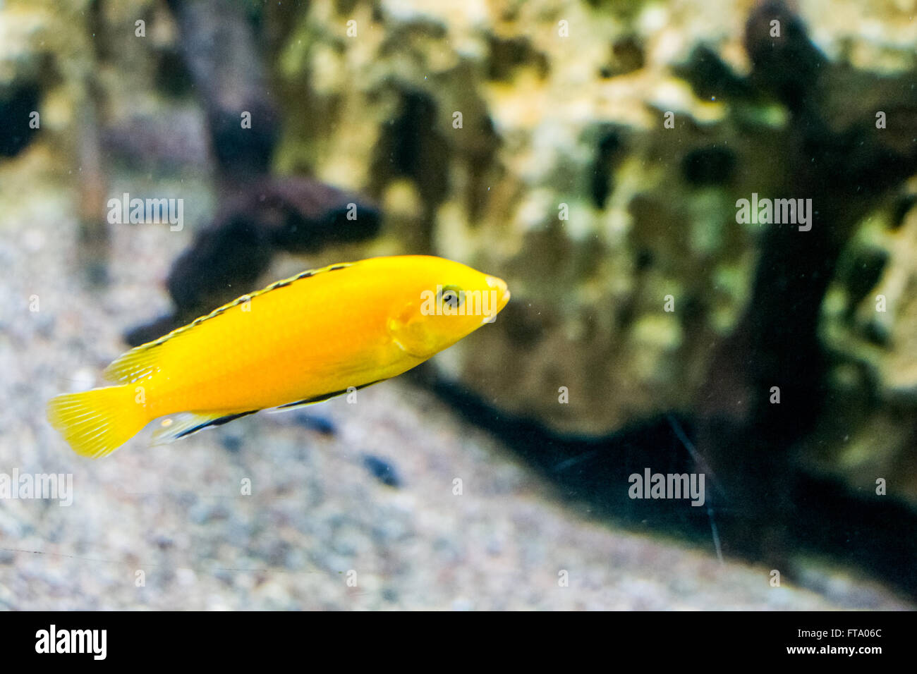 underwater below sea fish water animal reef climate Stock Photo - Alamy