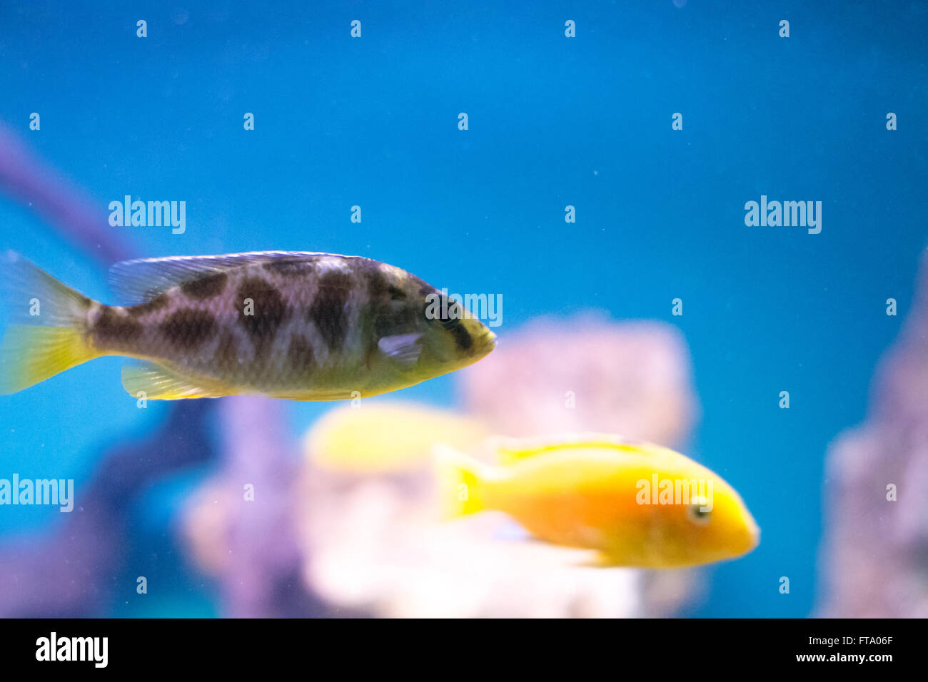 underwater below sea fish water animal reef climate Stock Photo - Alamy