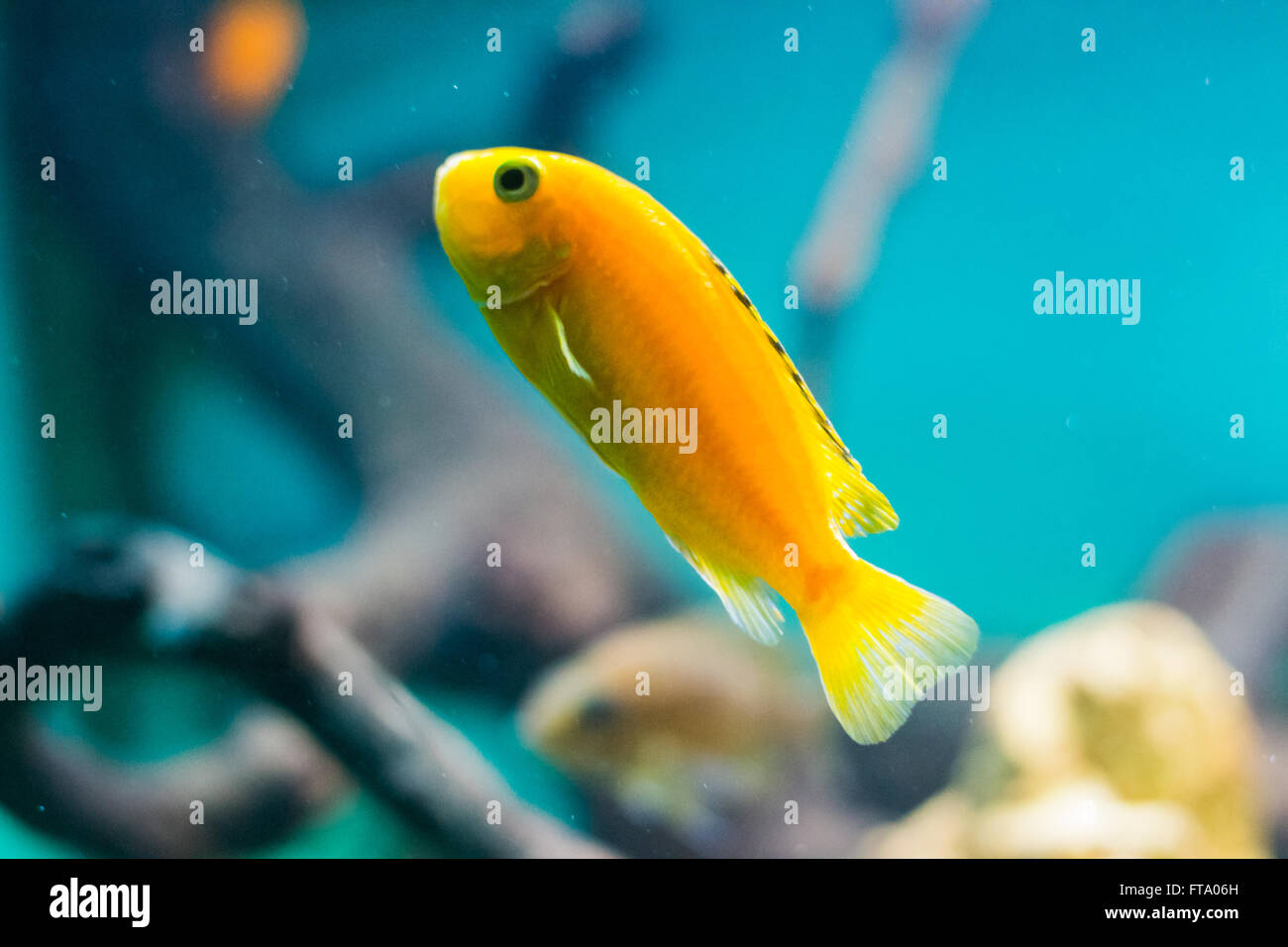 underwater below sea fish water animal reef climate Stock Photo - Alamy