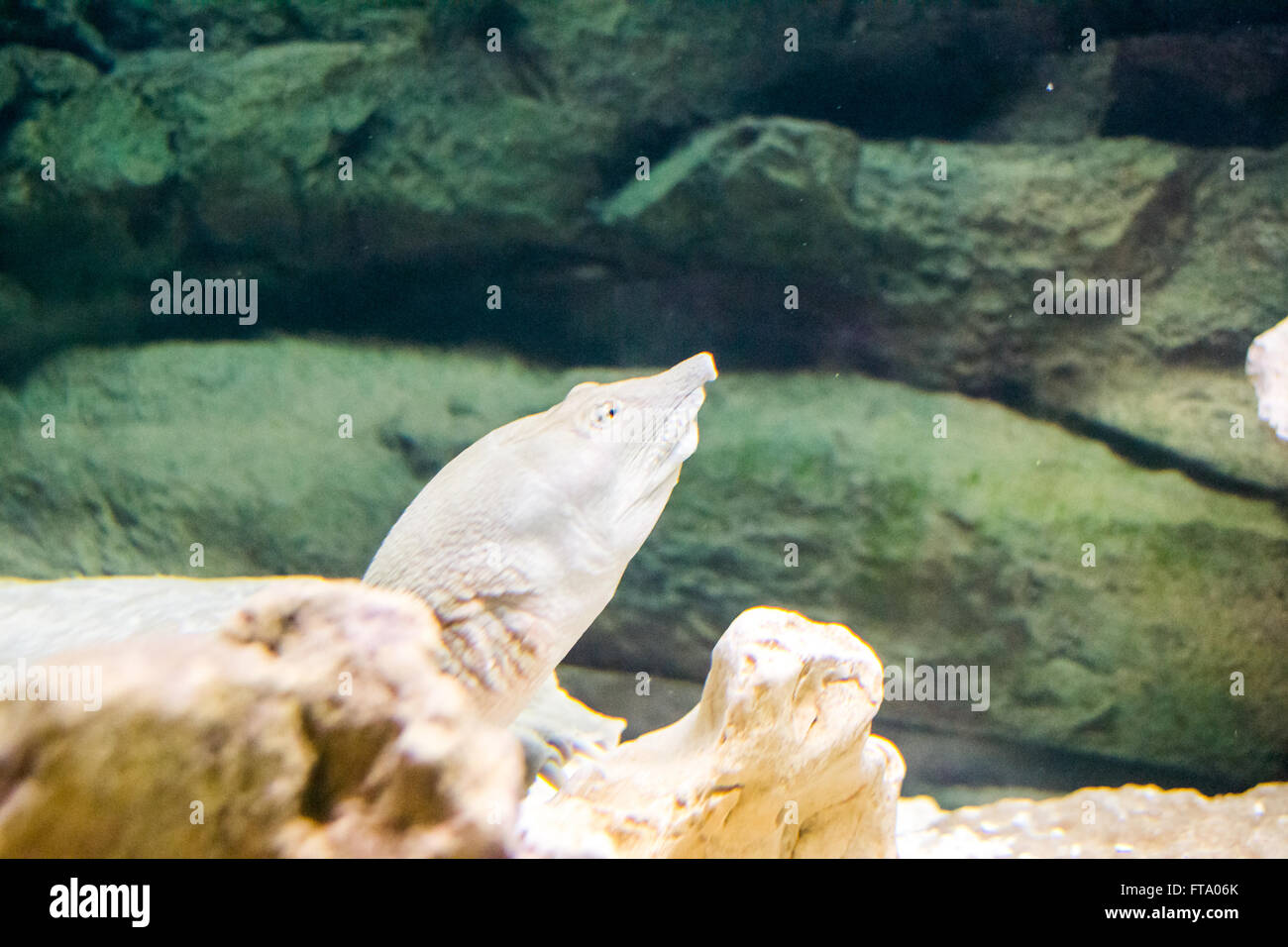 underwater below sea fish water animal reef climate Stock Photo - Alamy