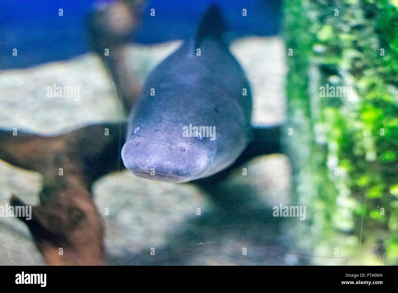 underwater below sea fish water animal reef climate Stock Photo - Alamy