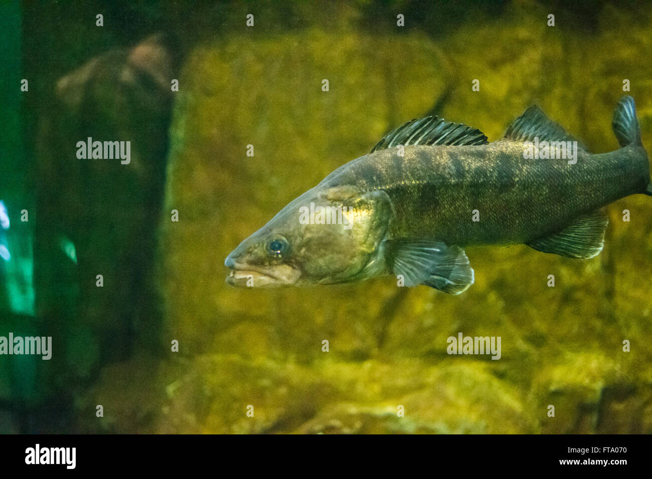 underwater below sea fish water animal reef climate Stock Photo - Alamy