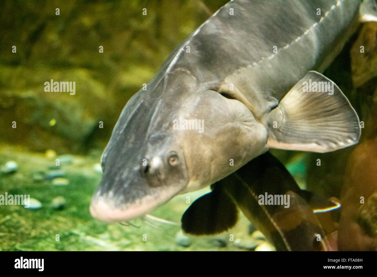 underwater below sea fish water animal reef climate Stock Photo - Alamy