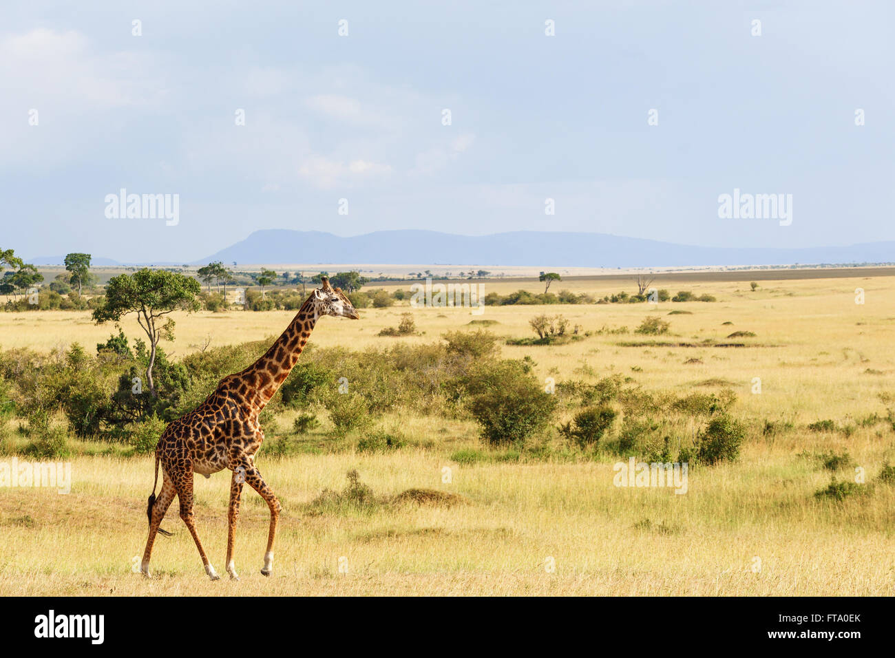 Masai Giraffe at the African savannah Stock Photo - Alamy