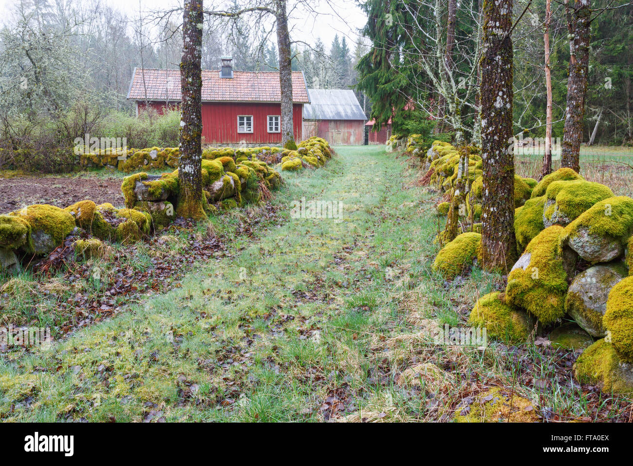 Road to farmhouse in the forest Stock Photo - Alamy