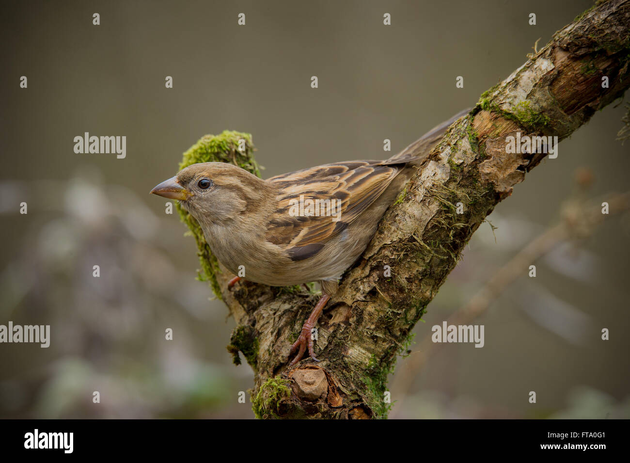 Female tree sparrow hi-res stock photography and images - Alamy