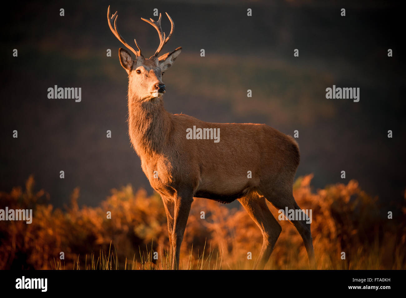 Deer sunset hi-res stock photography and images - Alamy
