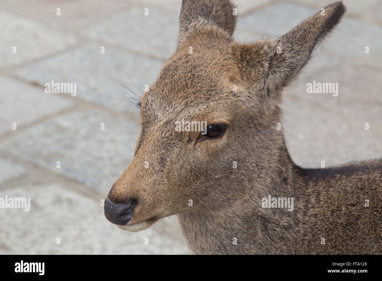 Close-up of tame deer in Nara Park, Japan Stock Photo - Alamy