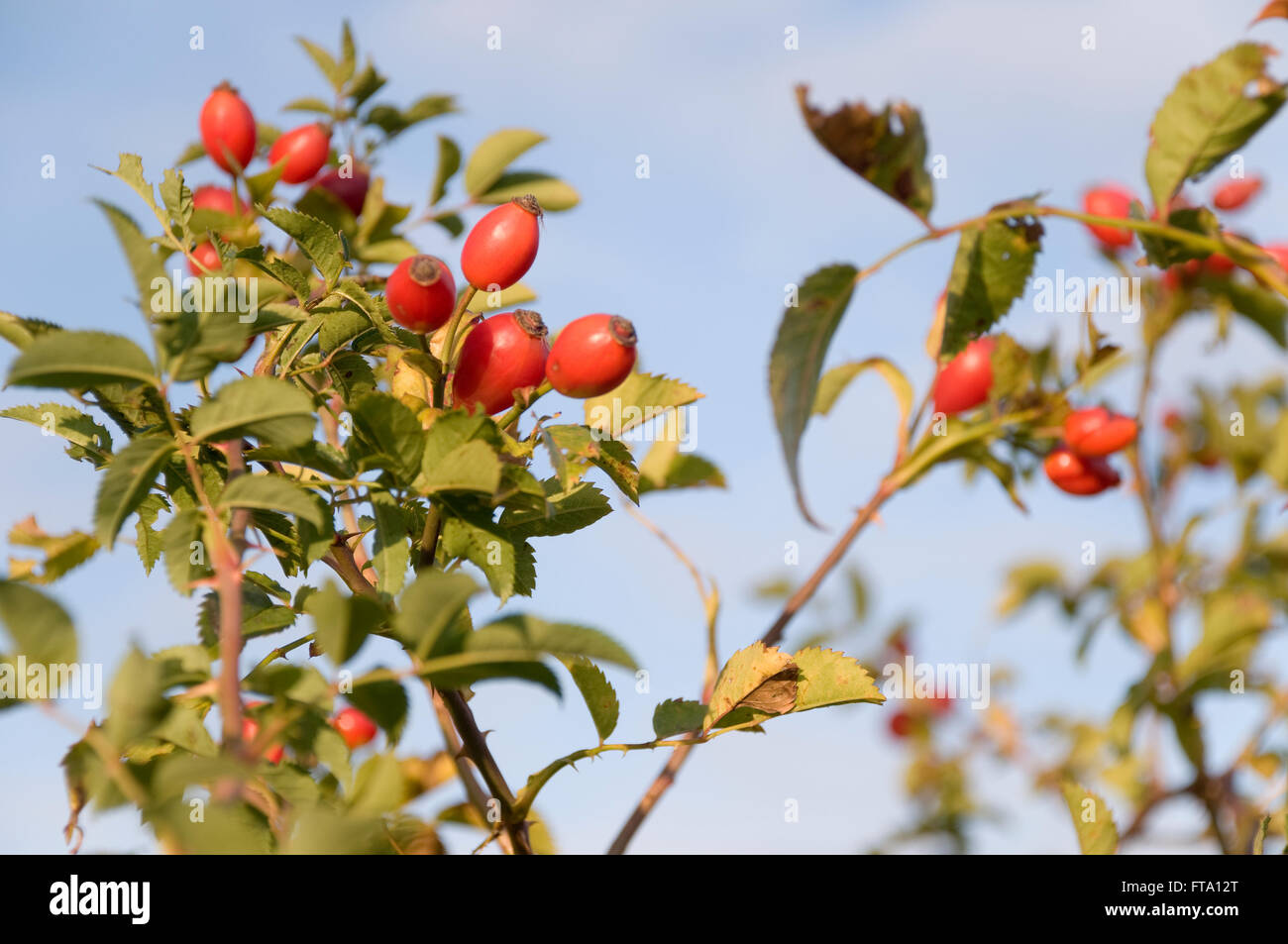 Detail image of rosa canina (Fructus cynosbati) plant with fruits Stock ...