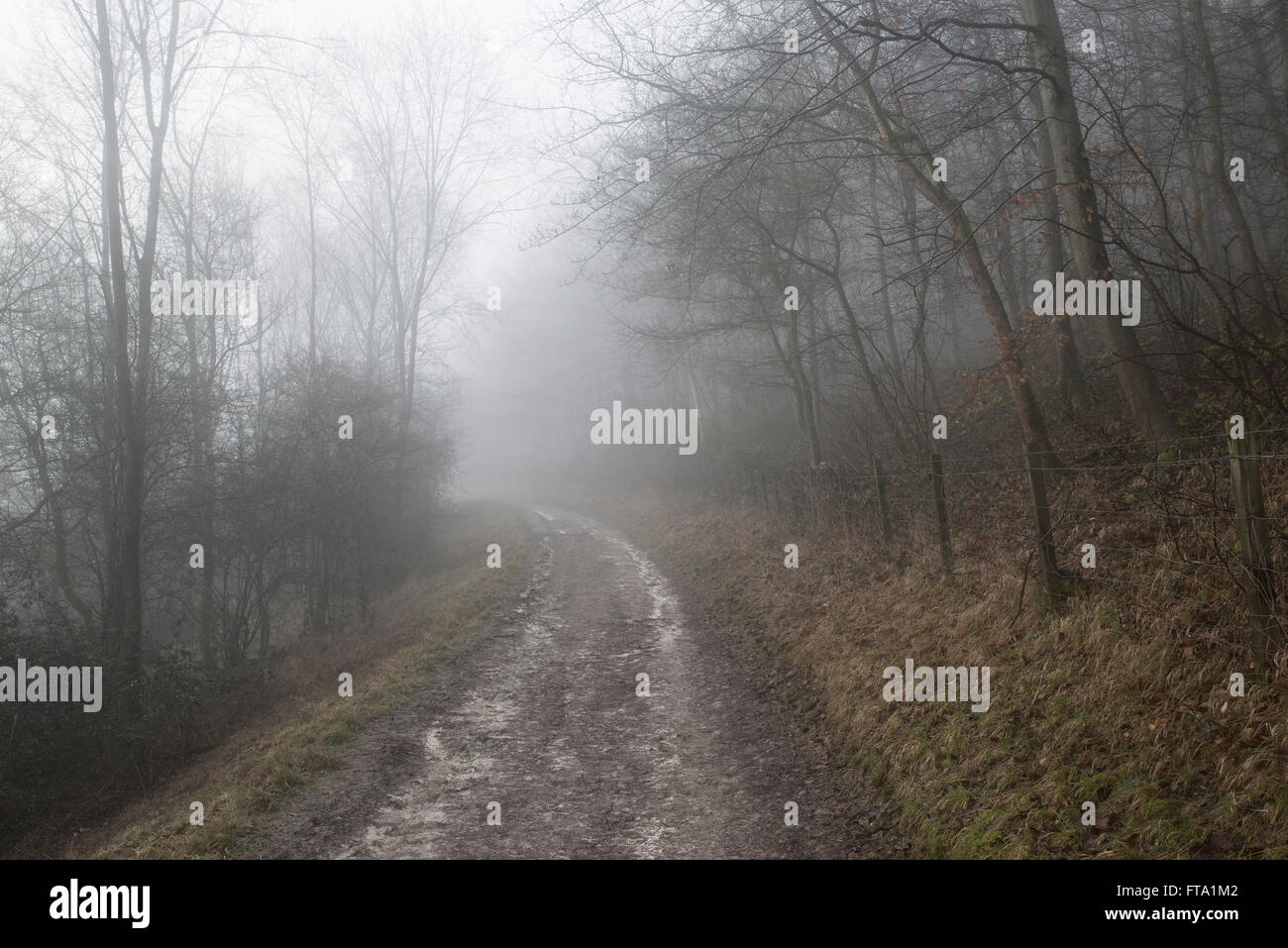 Foggy spring forest hi-res stock photography and images - Alamy