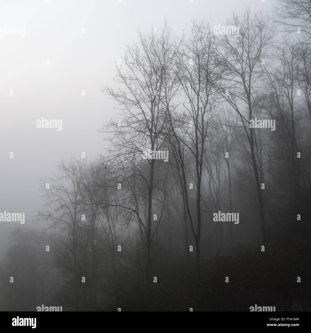 Dramatic moody foggy forest landscape Spring Autumn Fall Stock Photo ...