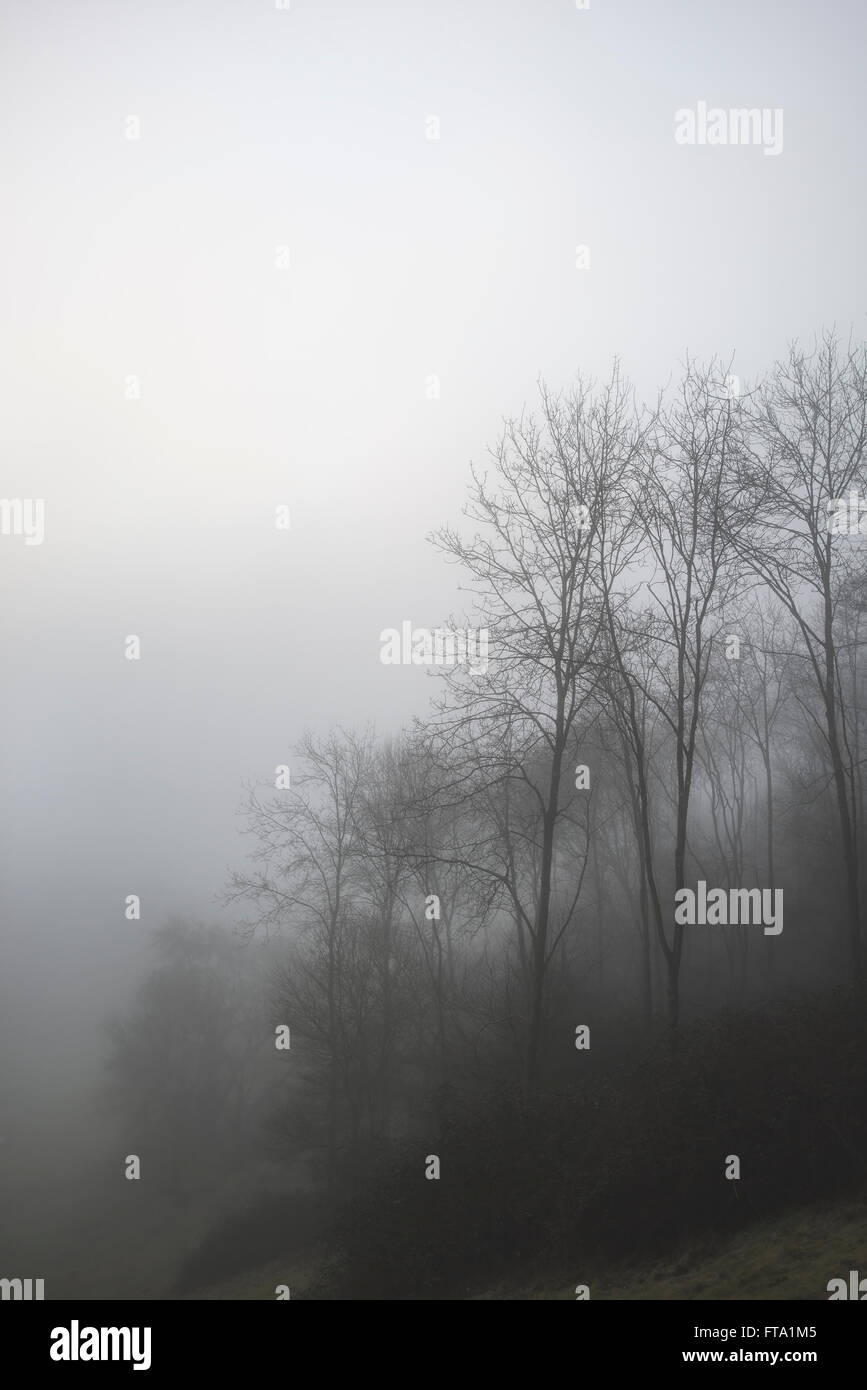 Moody spring forest hi-res stock photography and images - Alamy