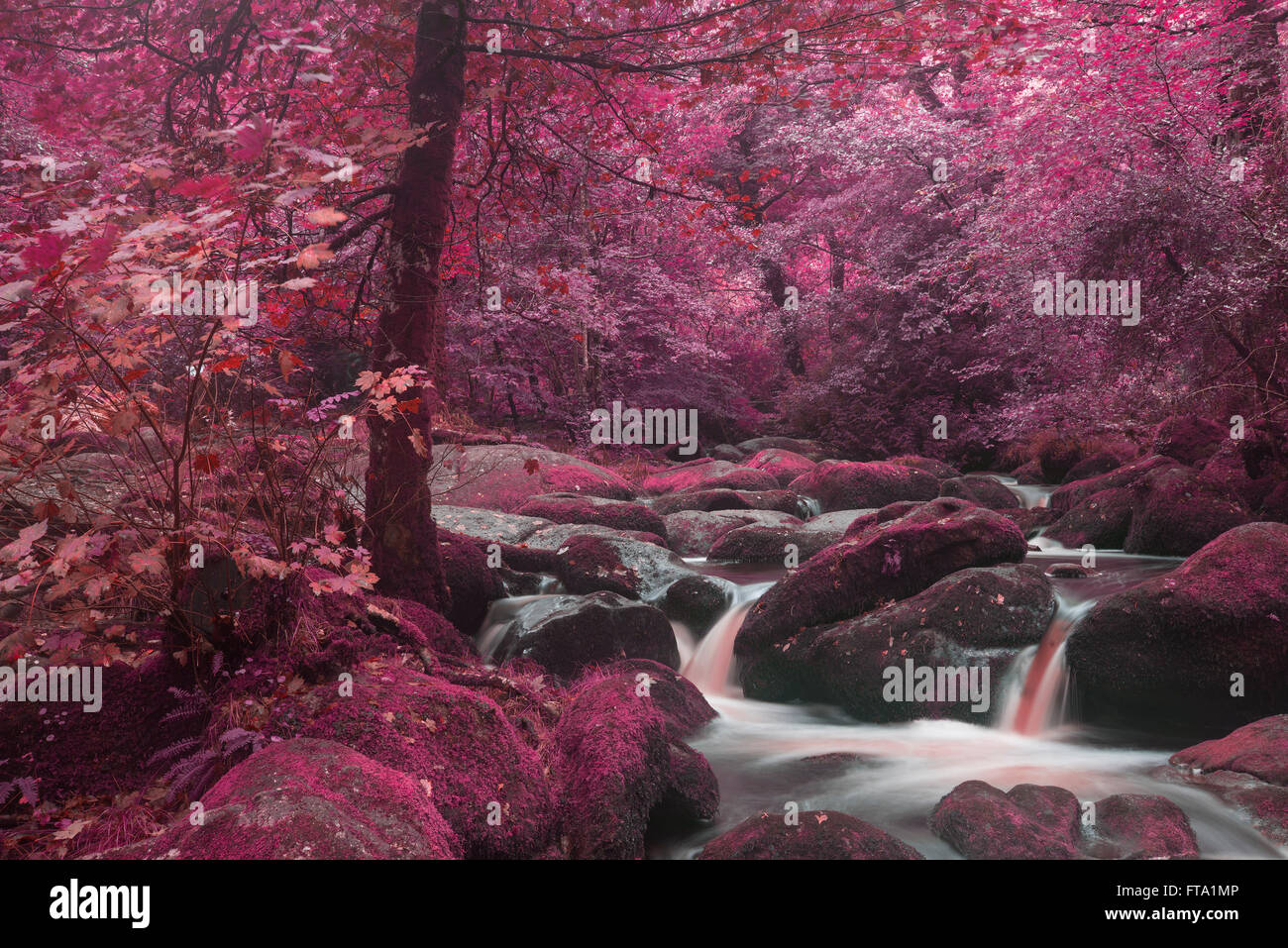 Beautiful surreal alternate color forest landscape image Stock Photo ...