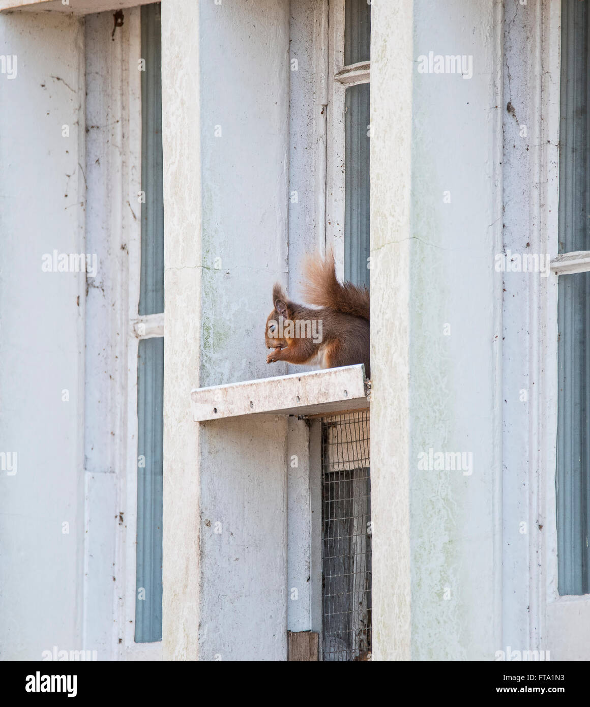 Red squirrel sciurus vulgaris sitting in window frame Stock Photo - Alamy