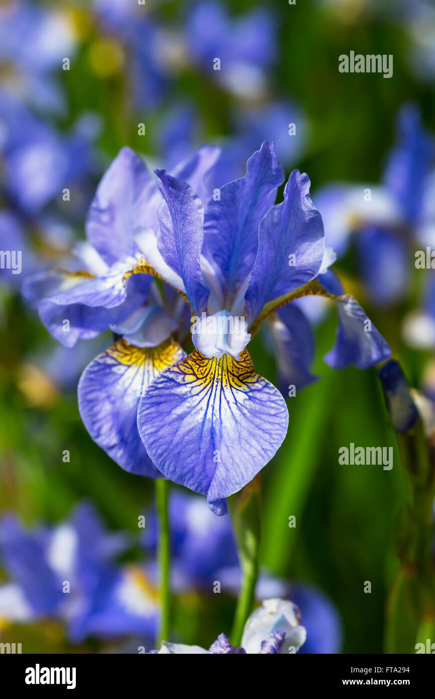 Siberian iris hi-res stock photography and images - Alamy