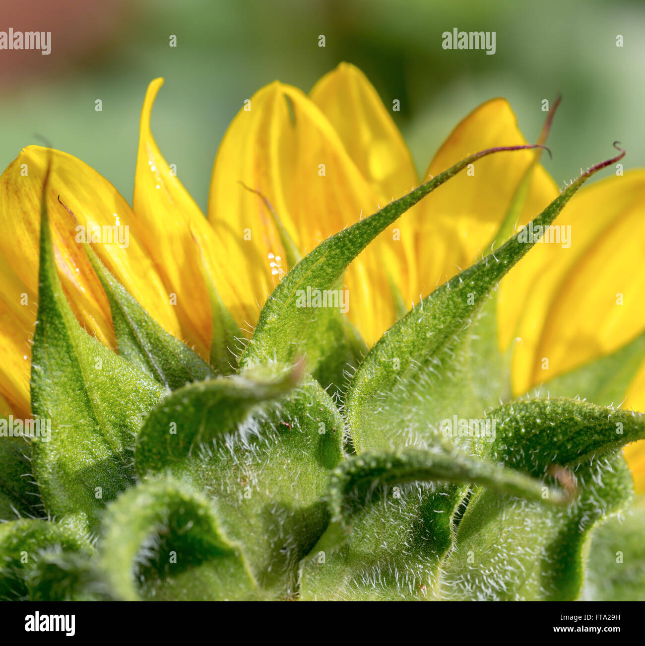 Back of sunflower hi-res stock photography and images - Alamy