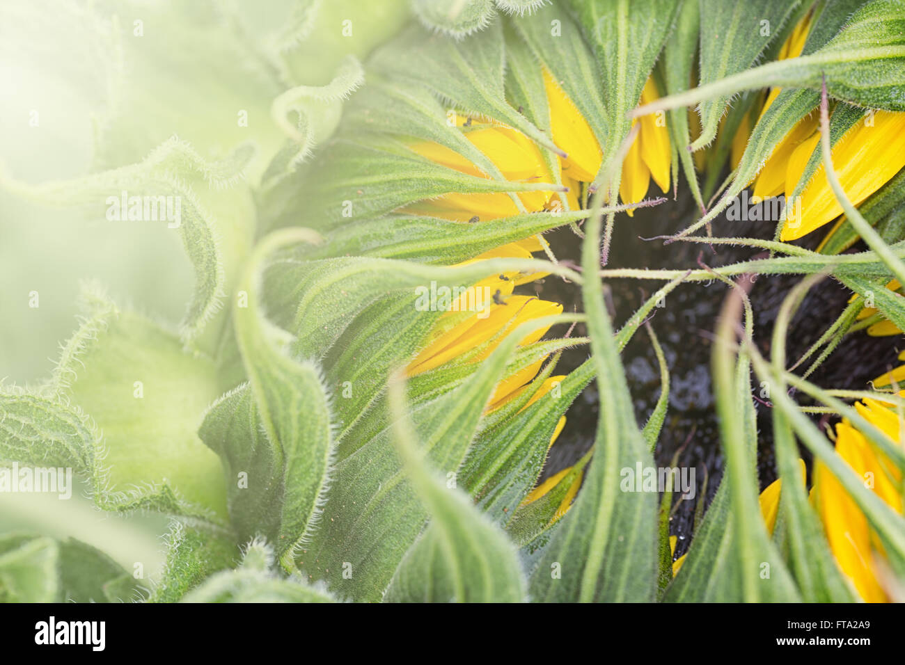 A flower bud of an opening sunflower with sun glare Stock Photo - Alamy