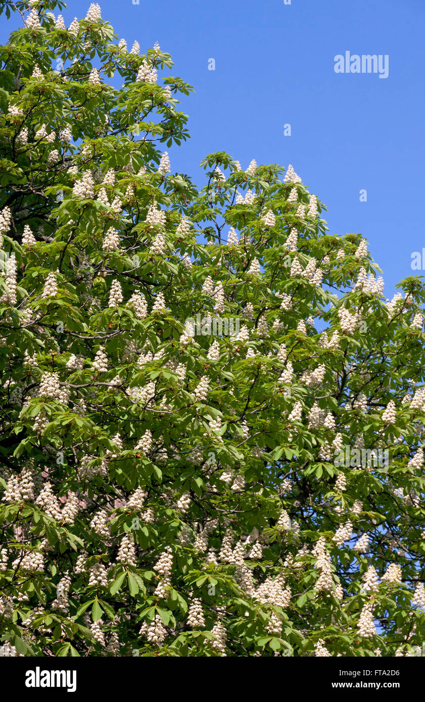 Chestnut blossom white hi-res stock photography and images - Alamy
