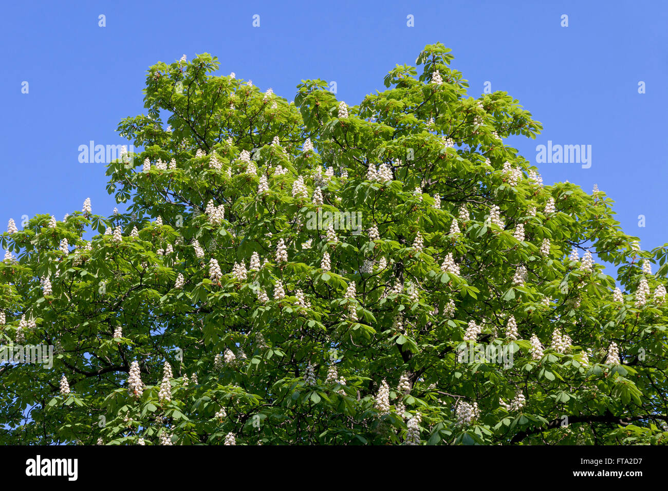 Chestnut tree branches with white blossoms Stock Photo - Alamy
