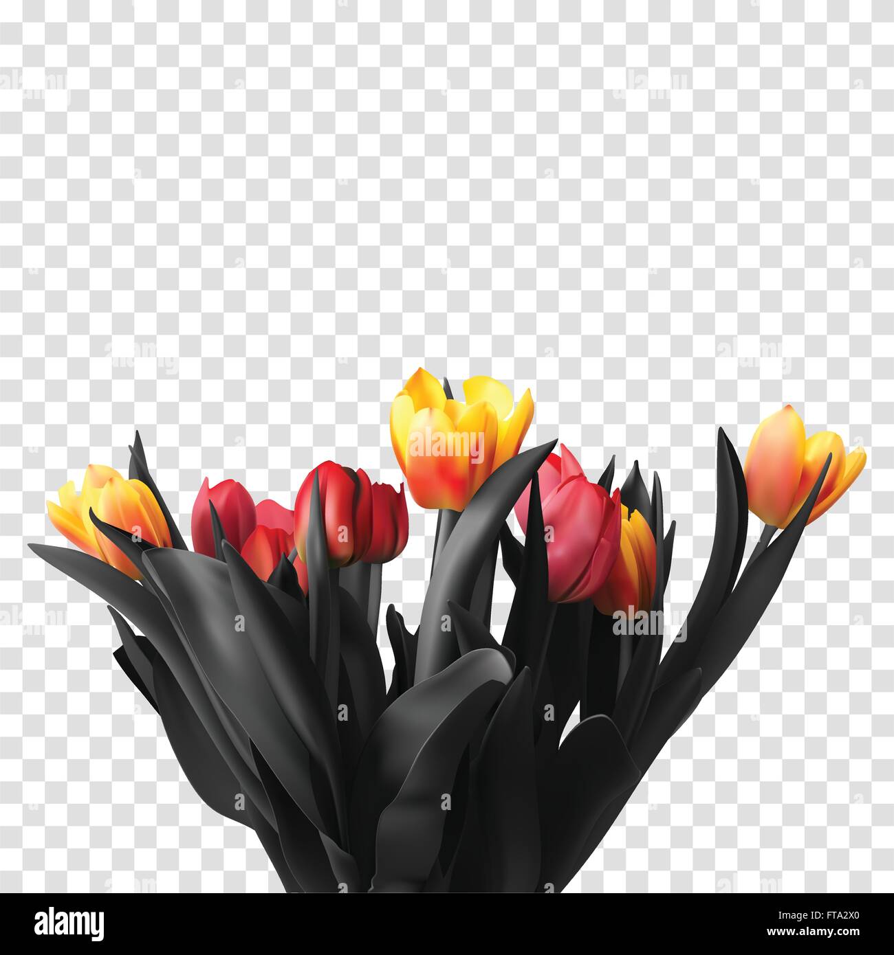 Bouquet color beautiful tulips a transparent background. Vector ...