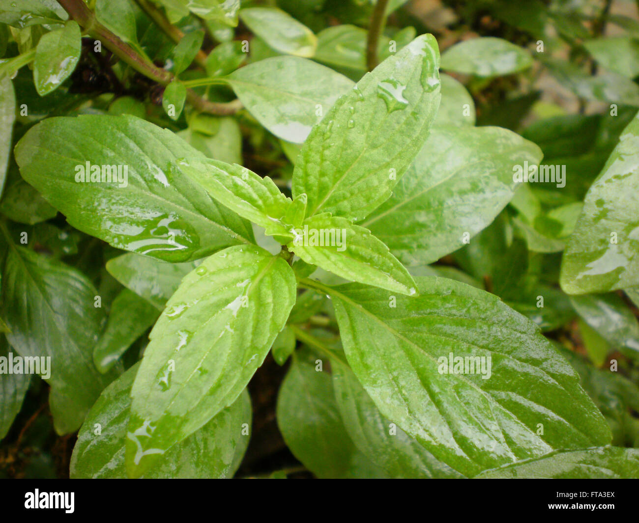 Indian leaves hi-res stock photography and images - Alamy