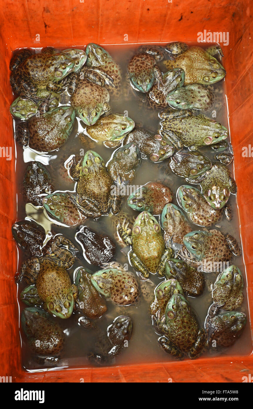 Frogs for sale in a market in Yangshuo, China Stock Photo - Alamy