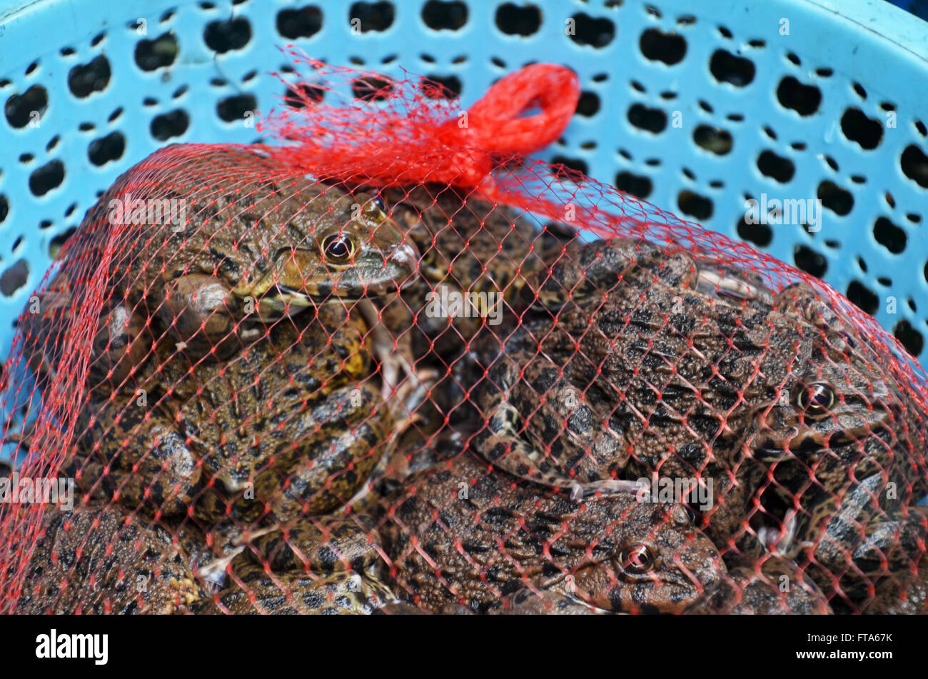 Frogs in asia hi-res stock photography and images - Alamy