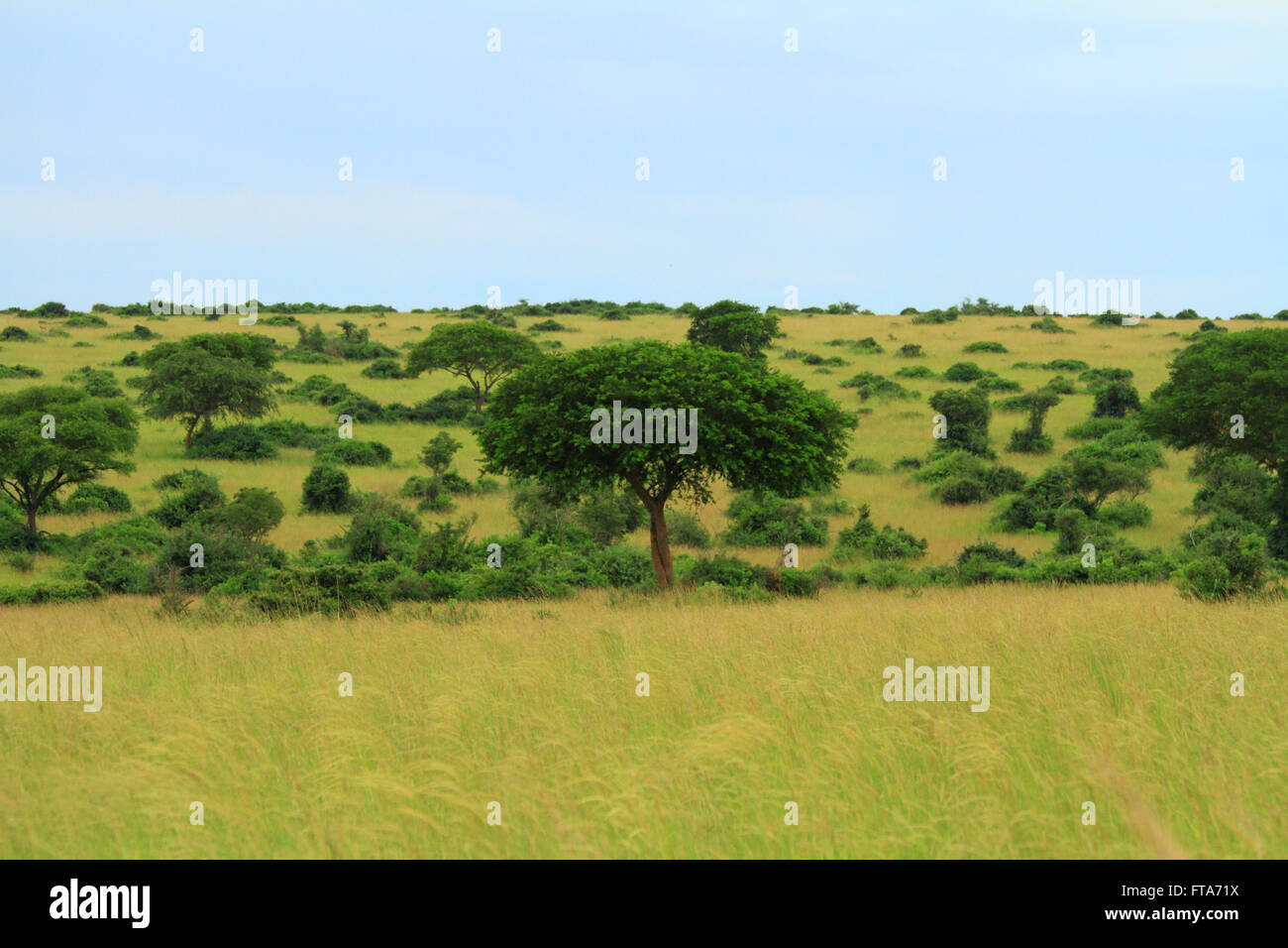 Umbrella like trees and bushes scattered along the grassy plains of ...