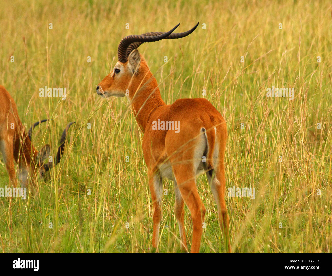 Ugandan kob hi-res stock photography and images - Alamy