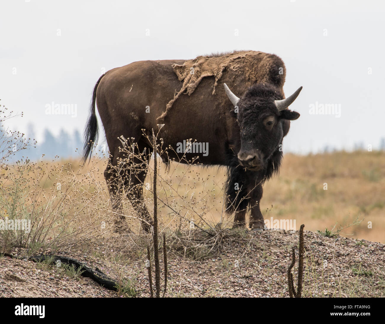 Bison at the National Bison Range in Montana Stock Photo - Alamy