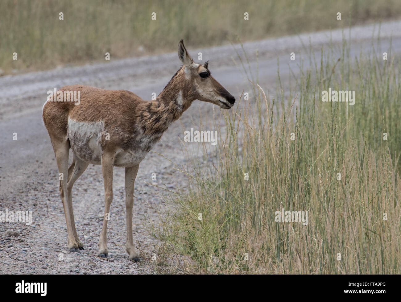 Pronghorn Antelope, National Bison Range, Montana Stock Photo - Alamy