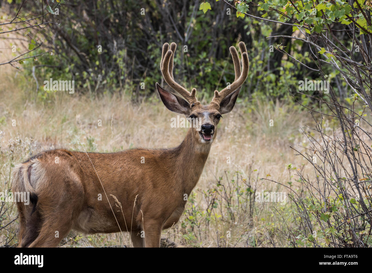 Deer resting under a tree, National Bison Range, Montana Stock Photo ...