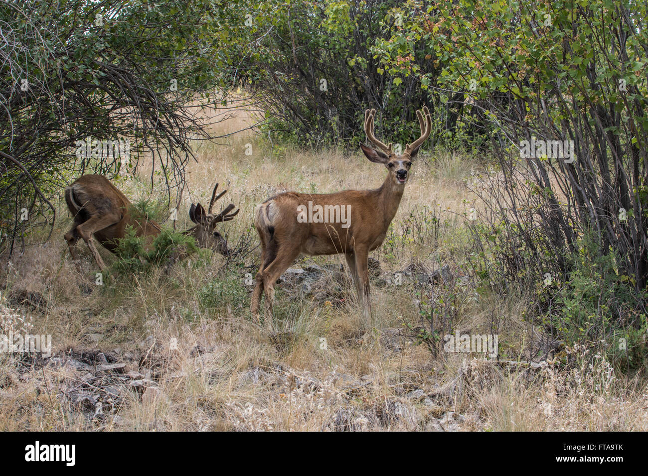 Deer resting under a tree, National Bison Range, Montana Stock Photo ...
