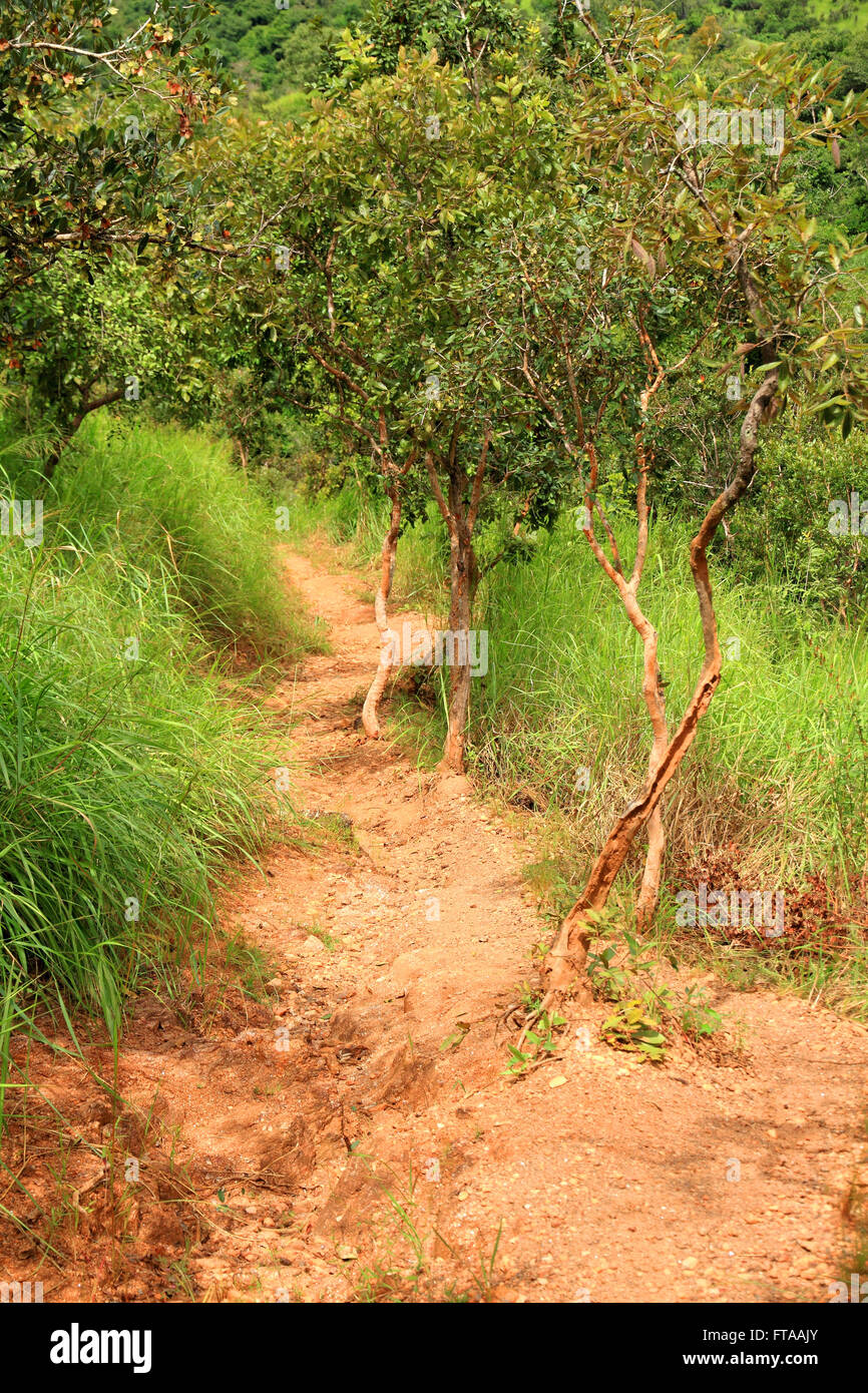 Pathway to jungle hi-res stock photography and images - Alamy