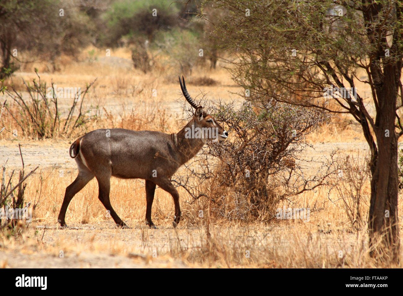 A Waterbuck (Kobus ellipsiprymnus) takes a walk in the savannah of ...