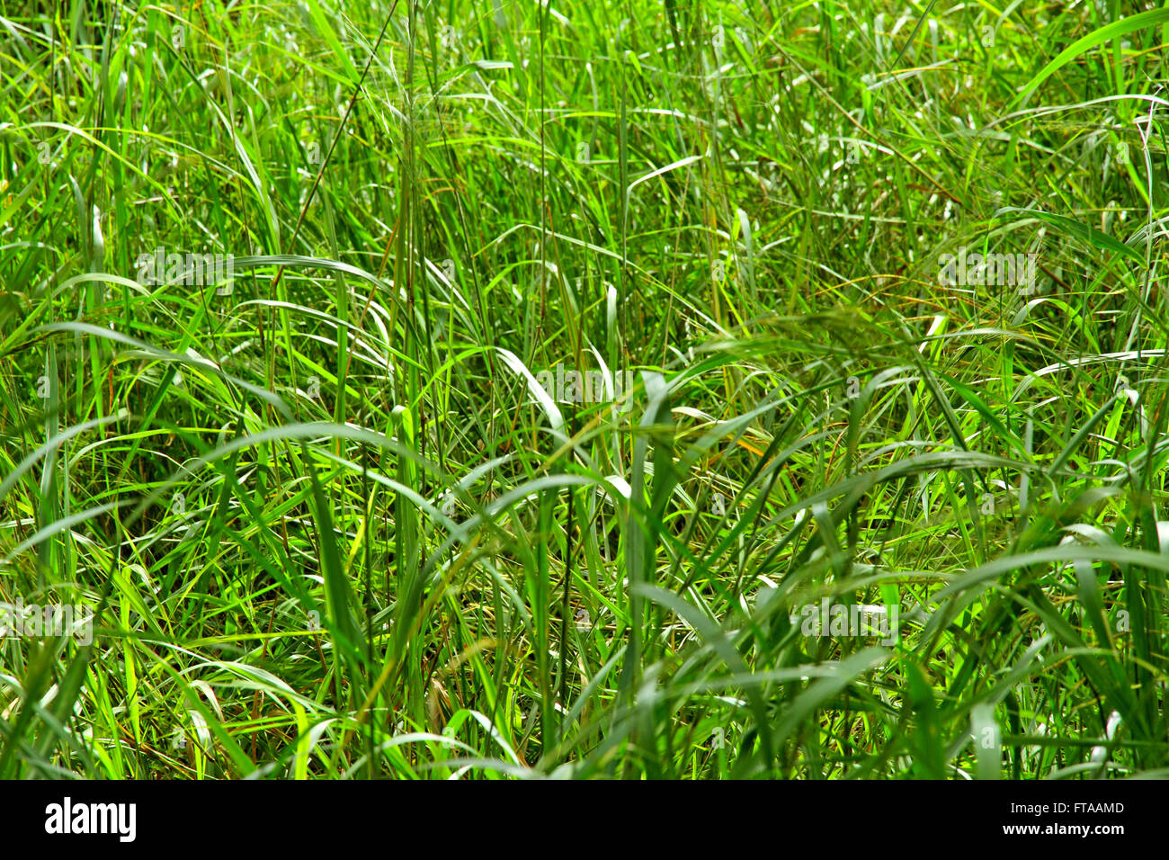 African jungle hi-res stock photography and images - Alamy