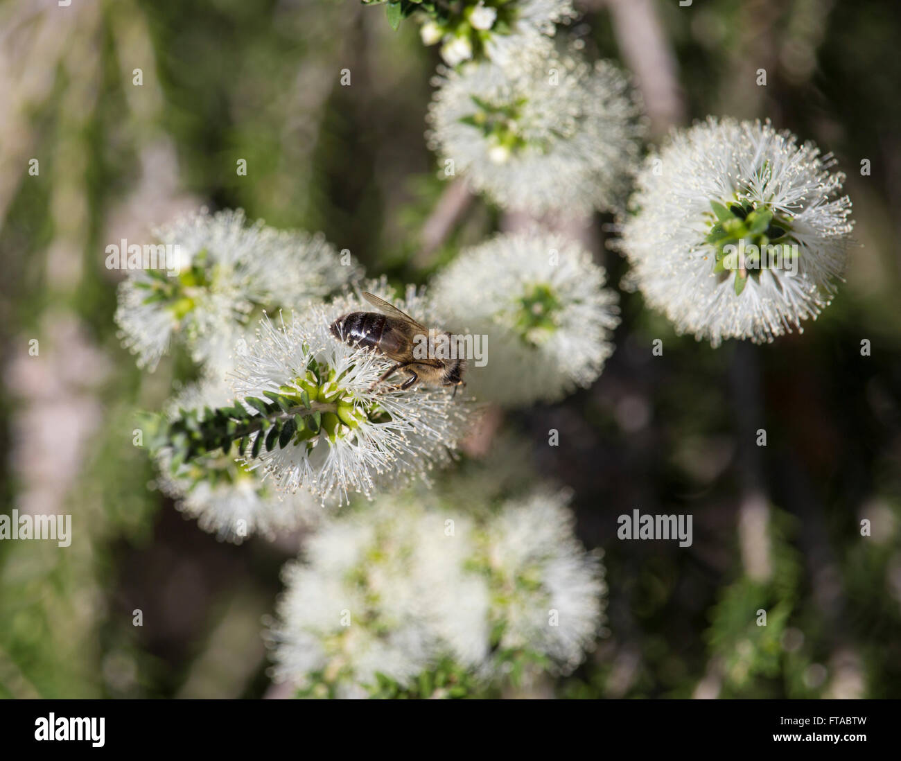A honey bee on a white flowering Melaleuca or paper bark tree in Big ...