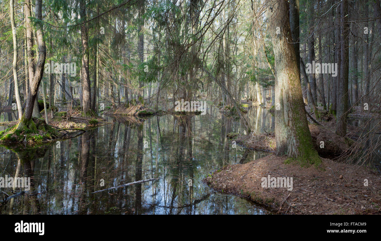 Bialowieza forest unesco world heritage site hi-res stock photography ...