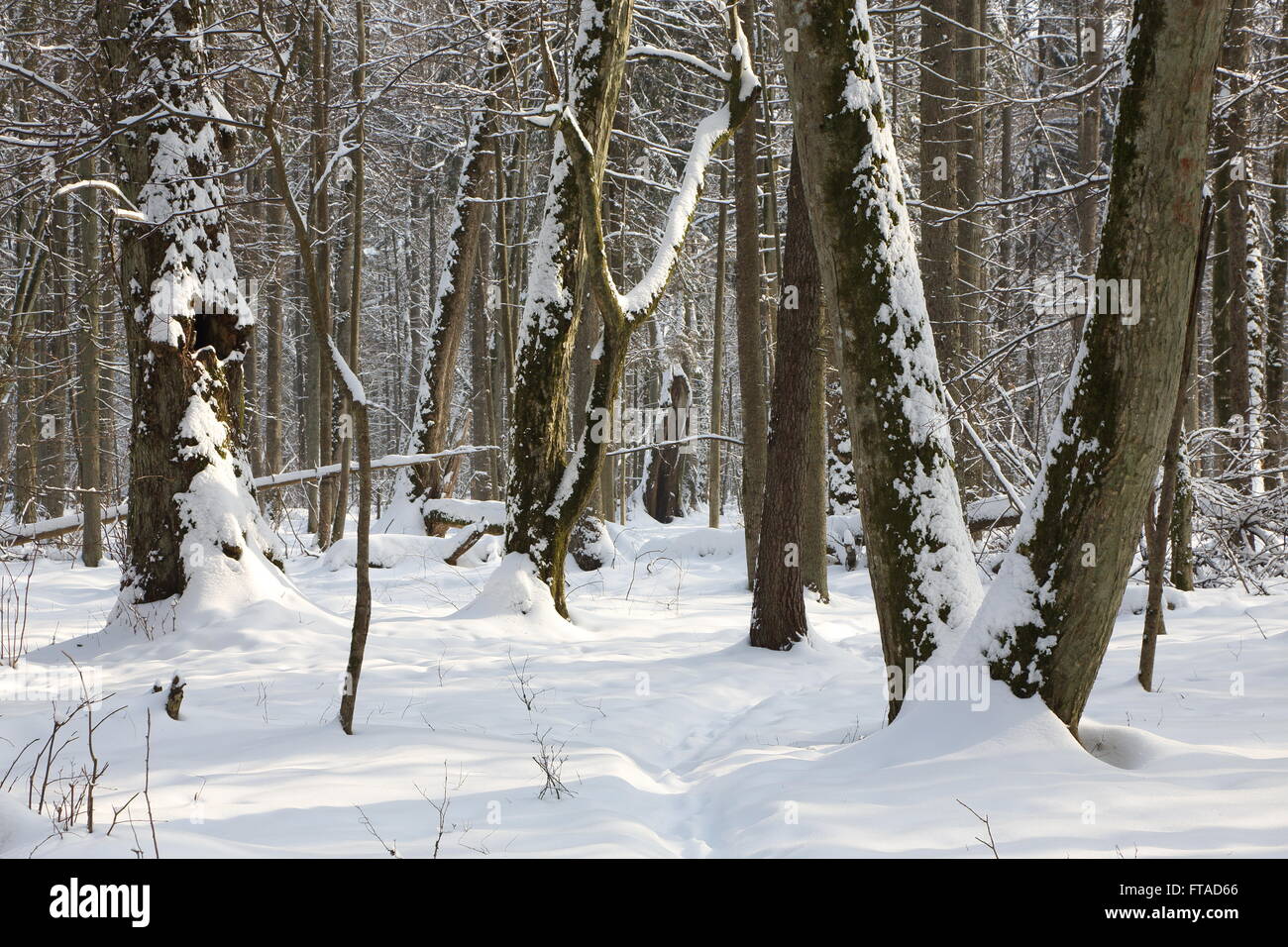 Snowfall after deciduous stand in morning with snow wrapped trees and ...