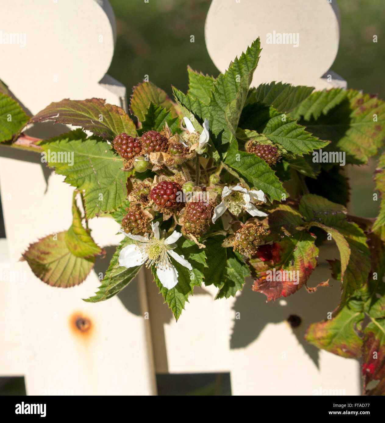 Youngberry , a complex hybrid of the genus Rubus- , the raspberries ...