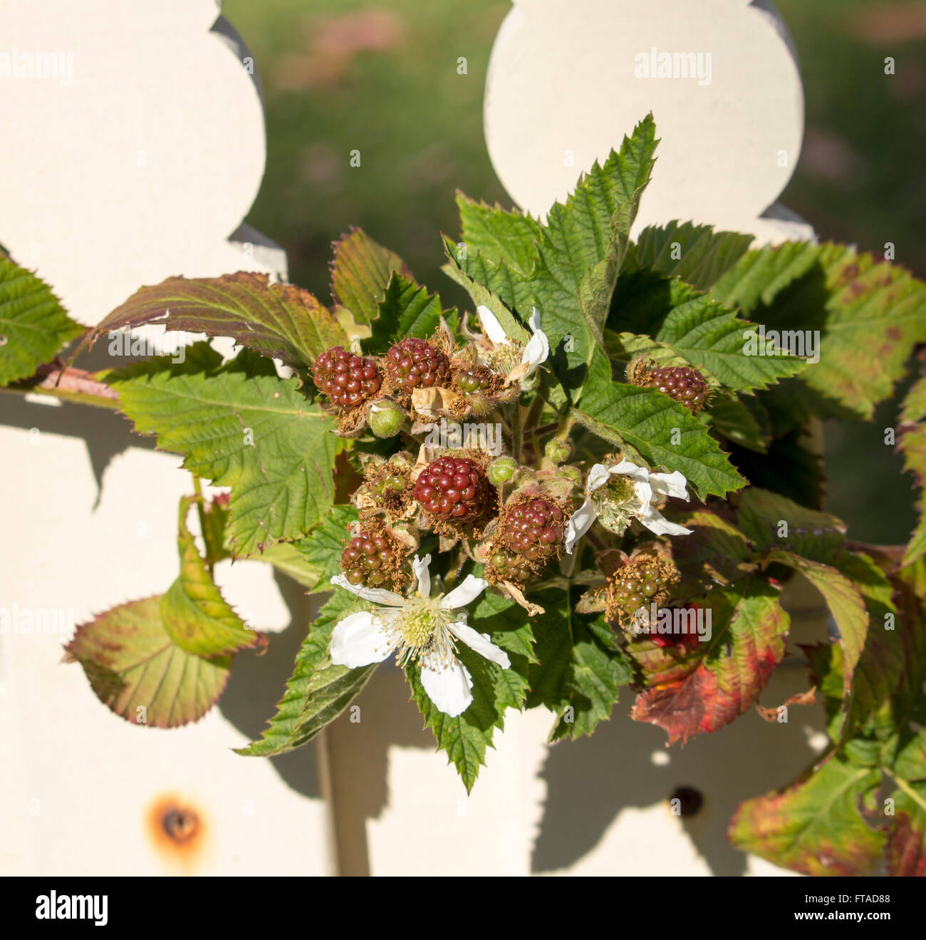 Youngberry , a complex hybrid of the genus Rubus- , the raspberries ...