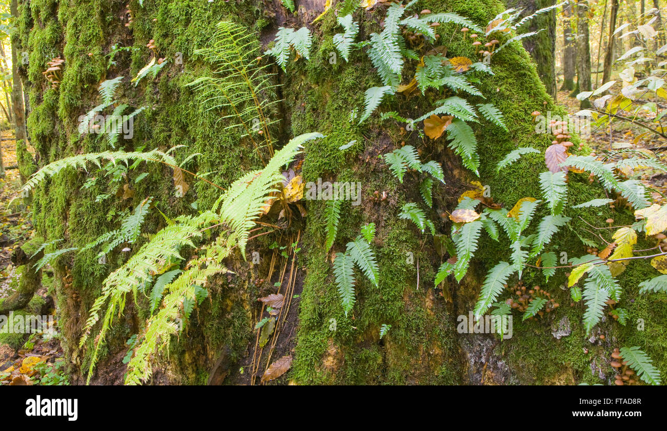 Monumental oak tree moss wrapped with lots of Common Polypody ferns ...