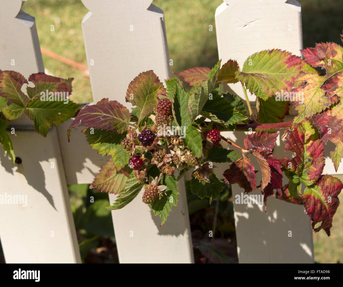 Youngberry , a complex hybrid of the genus Rubus- , the raspberries ...