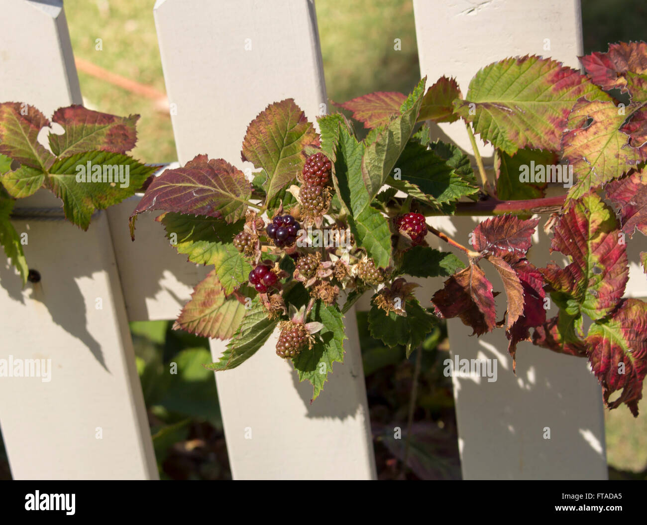 Youngberry , a complex hybrid of the genus Rubus- , the raspberries ...