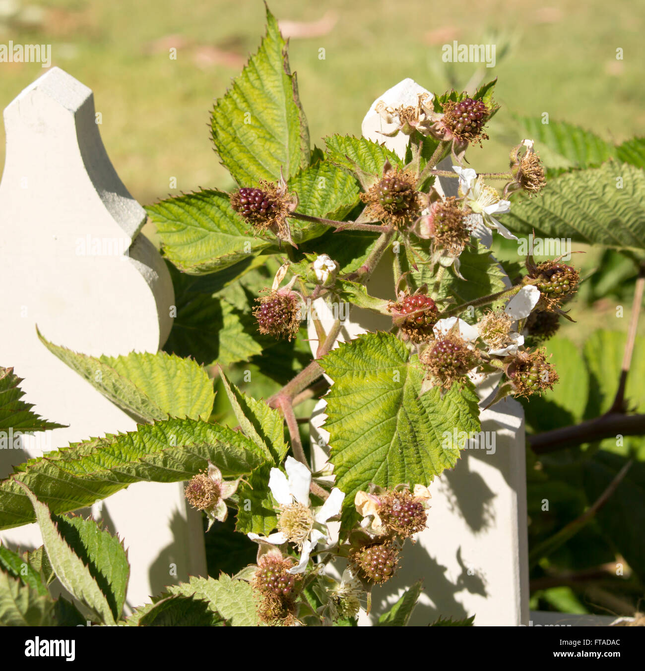 Youngberry , a complex hybrid of the genus Rubus- , the raspberries ...