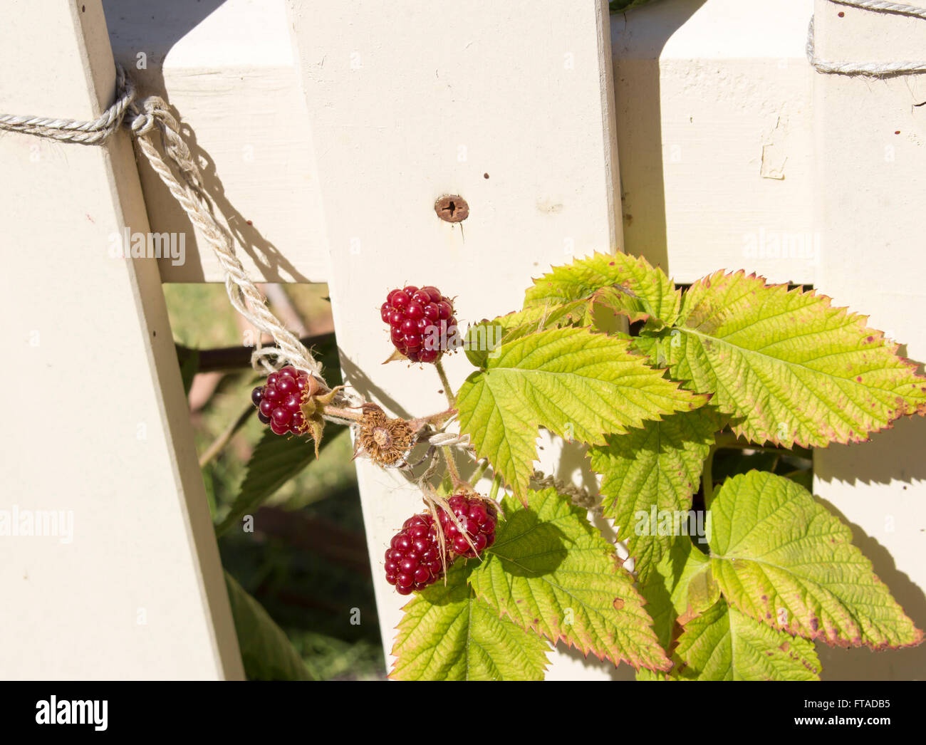 Youngberry , a complex hybrid of the genus Rubus- , the raspberries ...