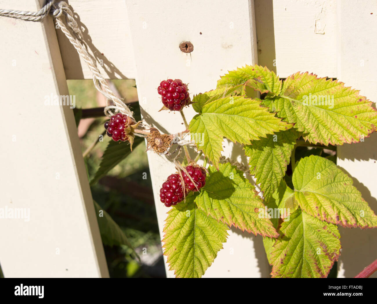 Youngberry , a complex hybrid of the genus Rubus- , the raspberries ...